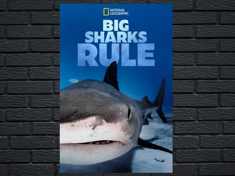 -Big Sharks Rule (2018)-The Original Movie - ClassicsOnPoint.com