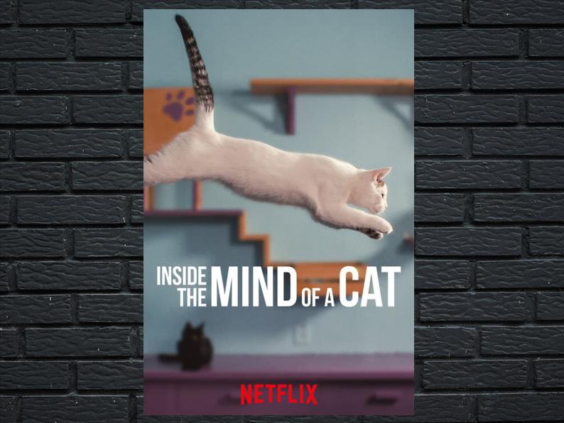 -Inside The Mind Of A Cat (2022)-The Original Movie - ClassicsOnPoint.com