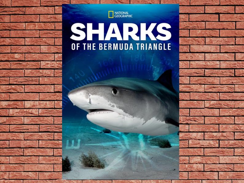-Sharks Of The Bermuda Triangle (2020)-The Original Movie ...